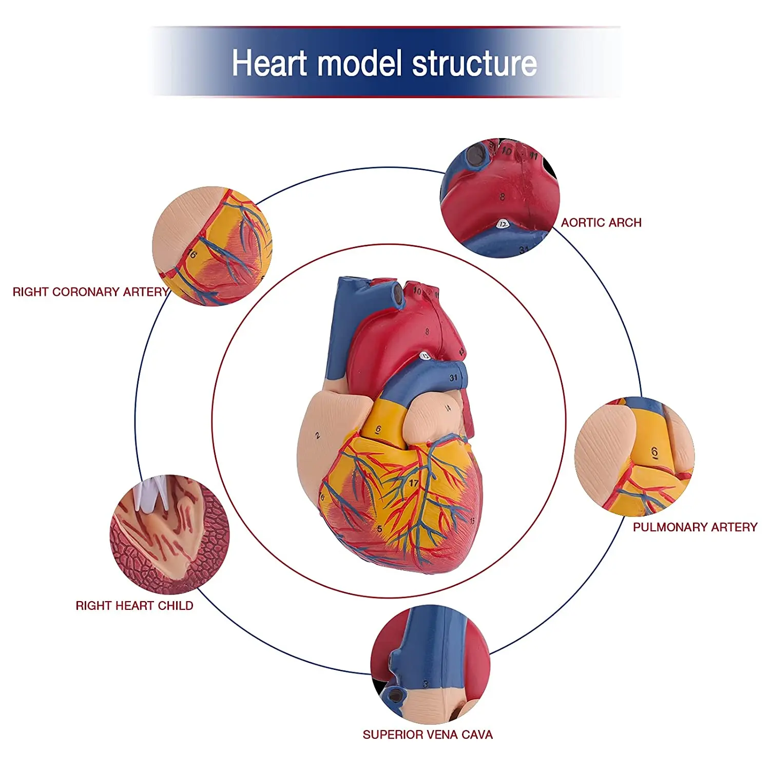 Large Heart Anatomy Human Heart Model High Quality Natural Human Body ...
