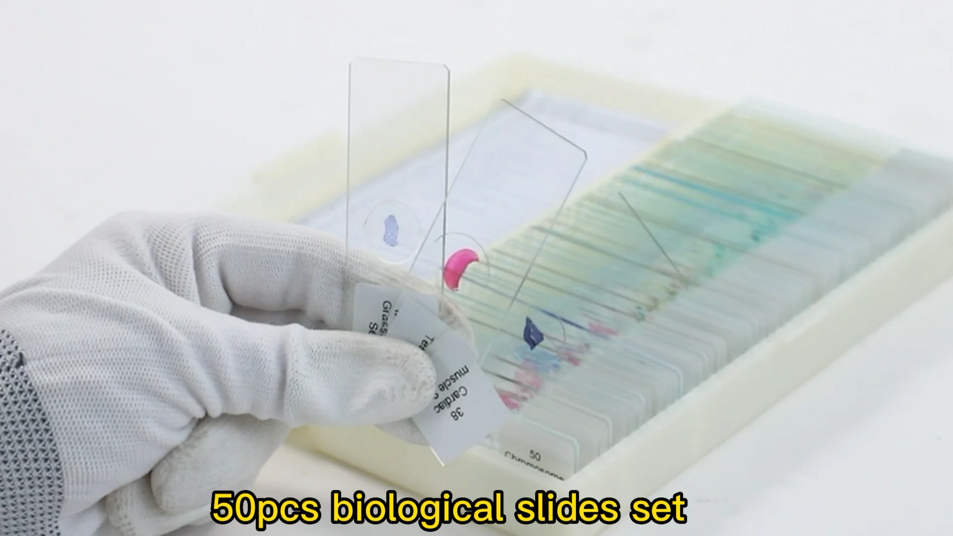 Fixed 50 Kinds Prepared Bacterial Microscope Slides For Microbiology ...