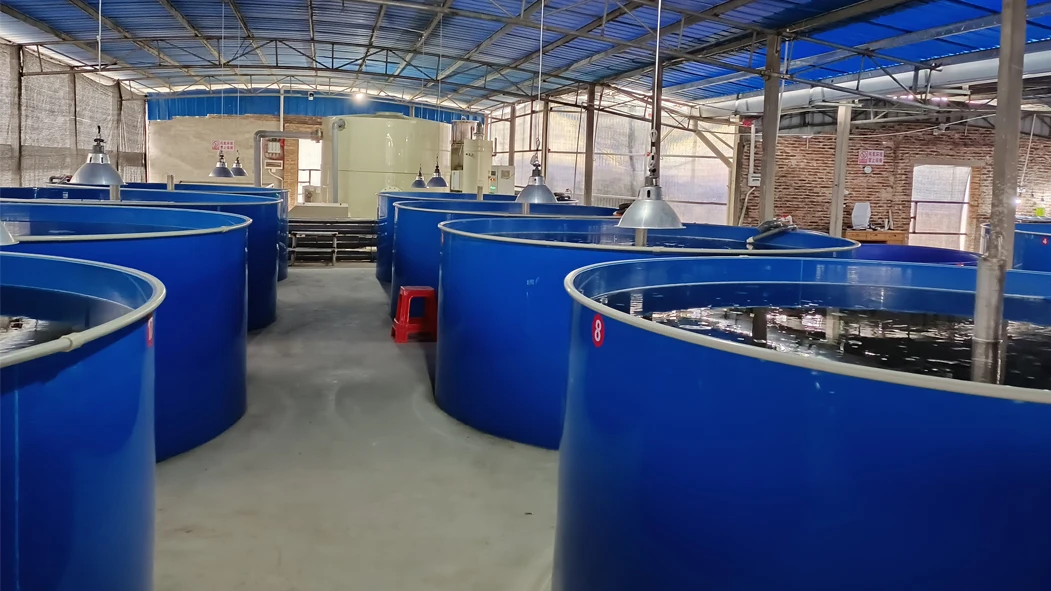 High Density Perch Farming - Efficient Land Based Aquatics