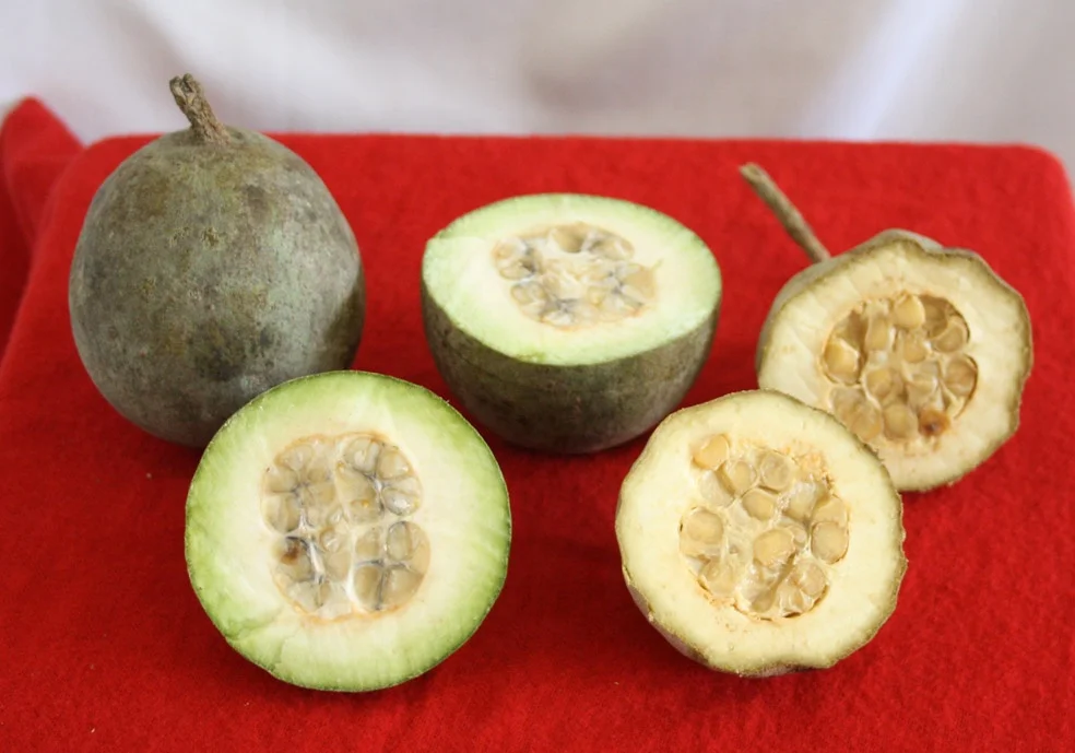 Premium Peruvian Huito Freeze Dried Powder - Genipa Americana