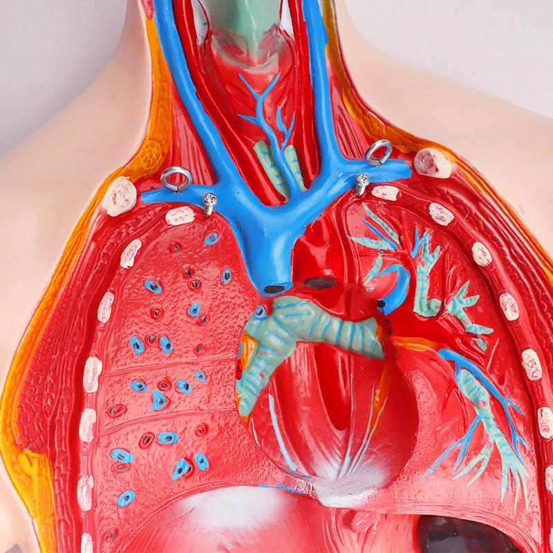 Biological Laboratory Doublesex Human Torso Anatomical Model 85cm Male ...