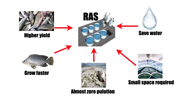 Indoor Ras Shrimp Farming Equipment - IGREEN IGRAS System