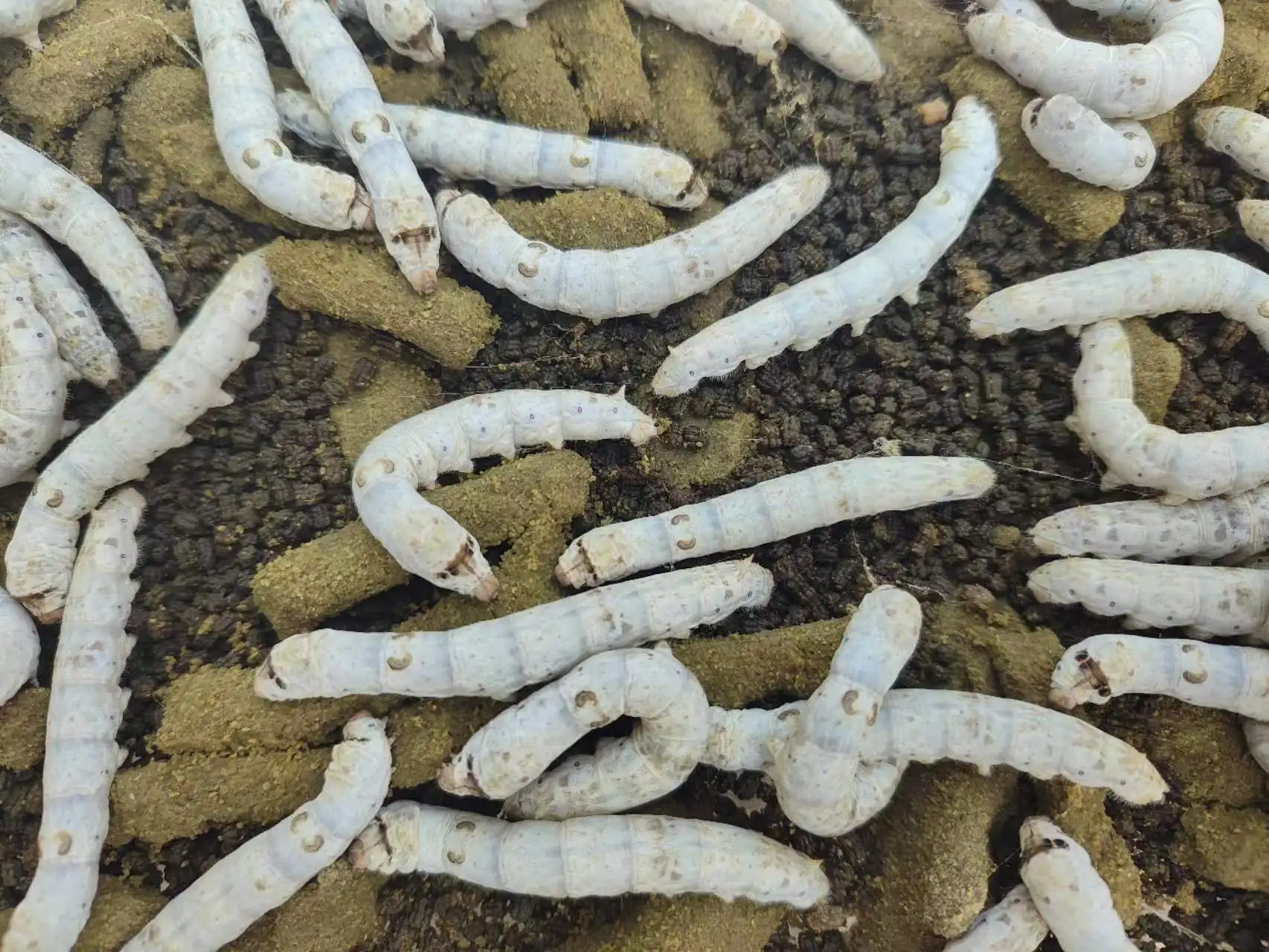Self-produced Silkworm Fodder For Silkworm Rearing - Buy Silkworm ...