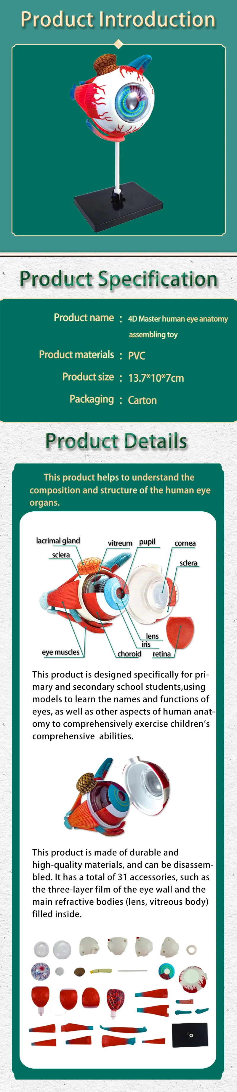 4D Master Human Eye Anatomy Assembling Toy Removable Human Eye ...