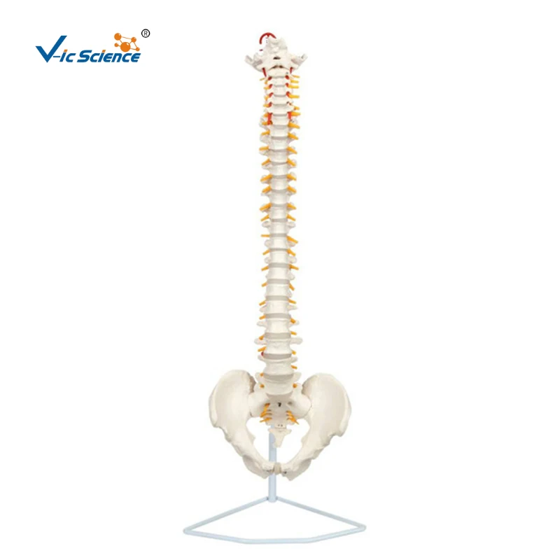 Flexible Vertebral Column Teaching Female Pelvis Model Female Pelvis ...