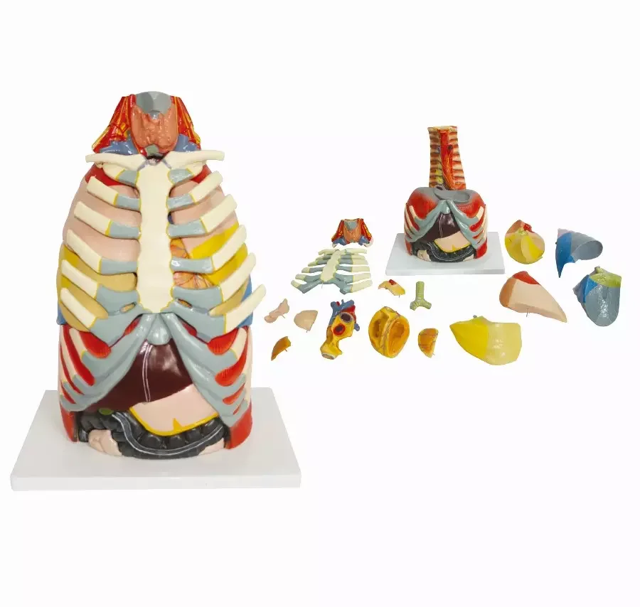 Anatomical Model Of Human Thoracic Cavity With Viscera Chest Organs ...