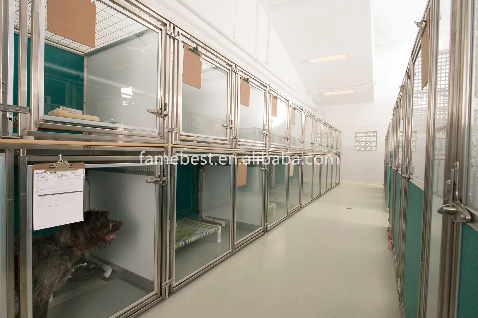 Pet Boarding Vet Indoor Glass Door Dog Kennels Customized Stainless ...