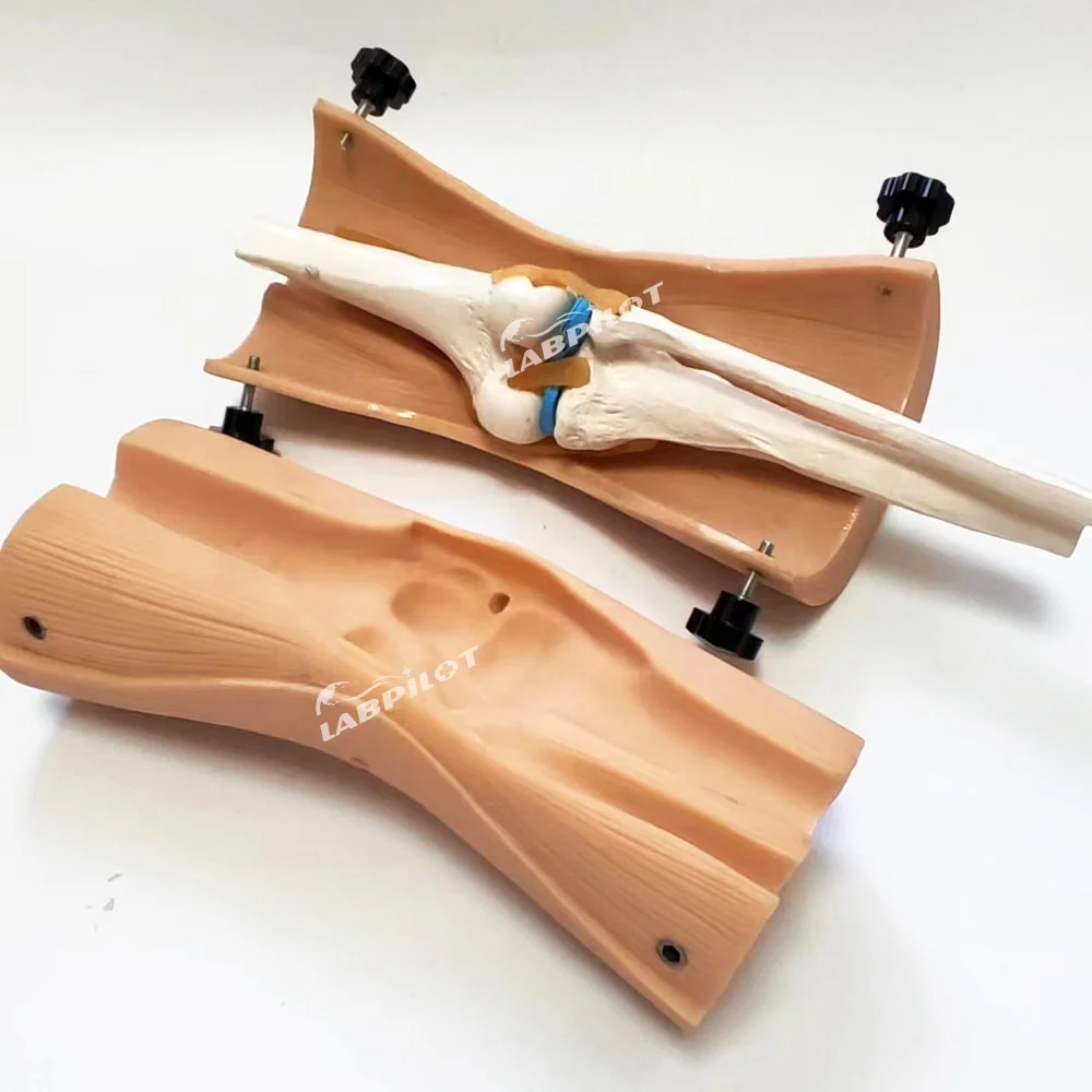 New Knee Arthroscopy Training Model - Vivid Anatomy Simulator