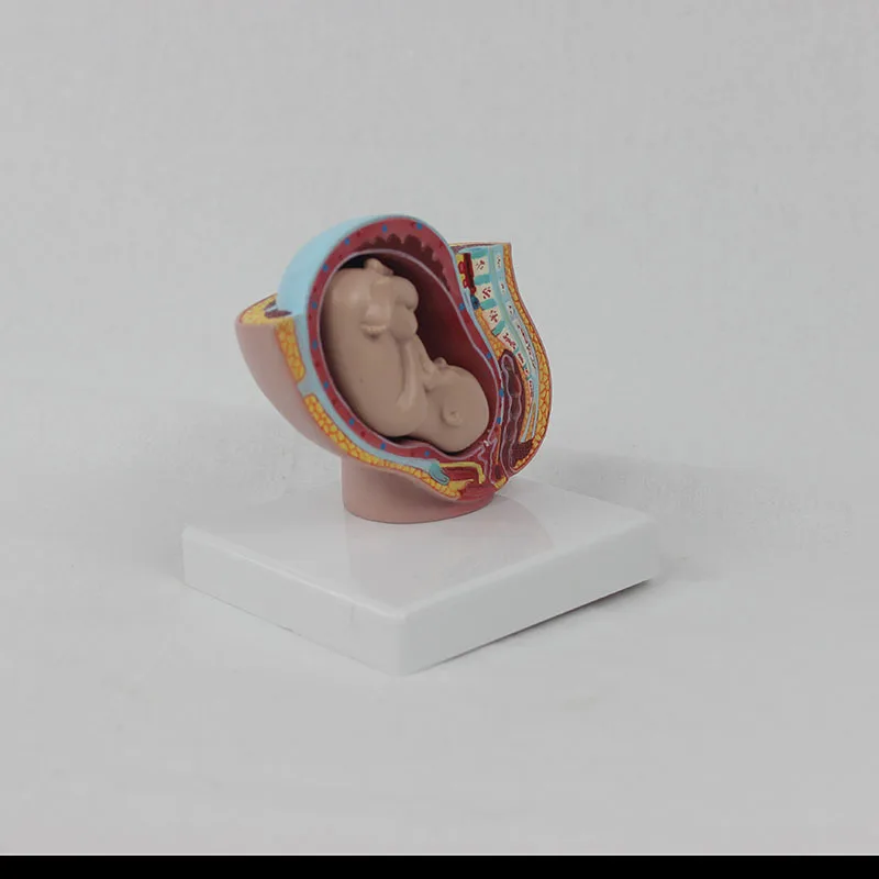 Human Anatomy Model of the Reproductive System Polyvinyl Chloride Part ...