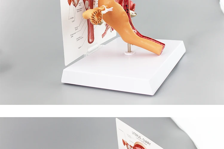 Modelo de útero anatómico para mujer, modelo de ciencia médica para el ...