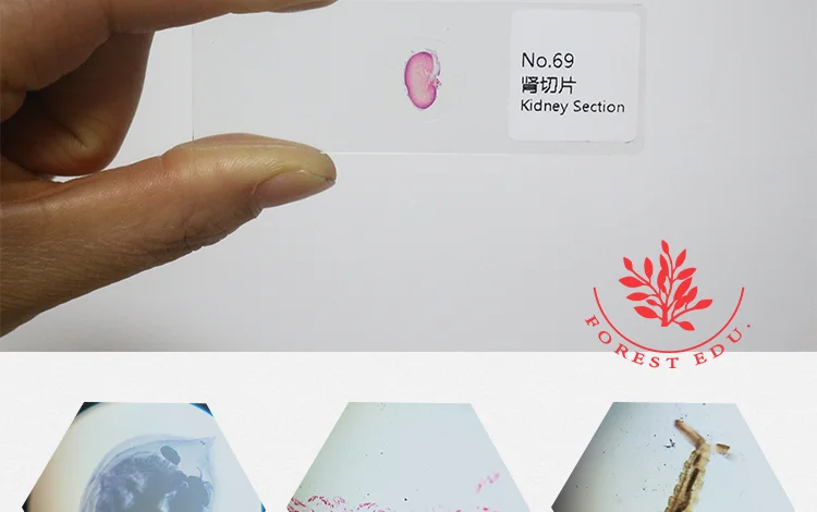 Botany+animals Prepared Slides - Educational Microscope Sets