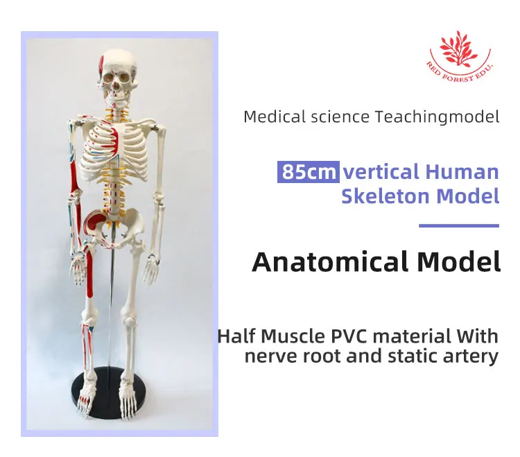 Human Body Anatomical Skeleton Model Painted Half Side Muscle Anatomy ...