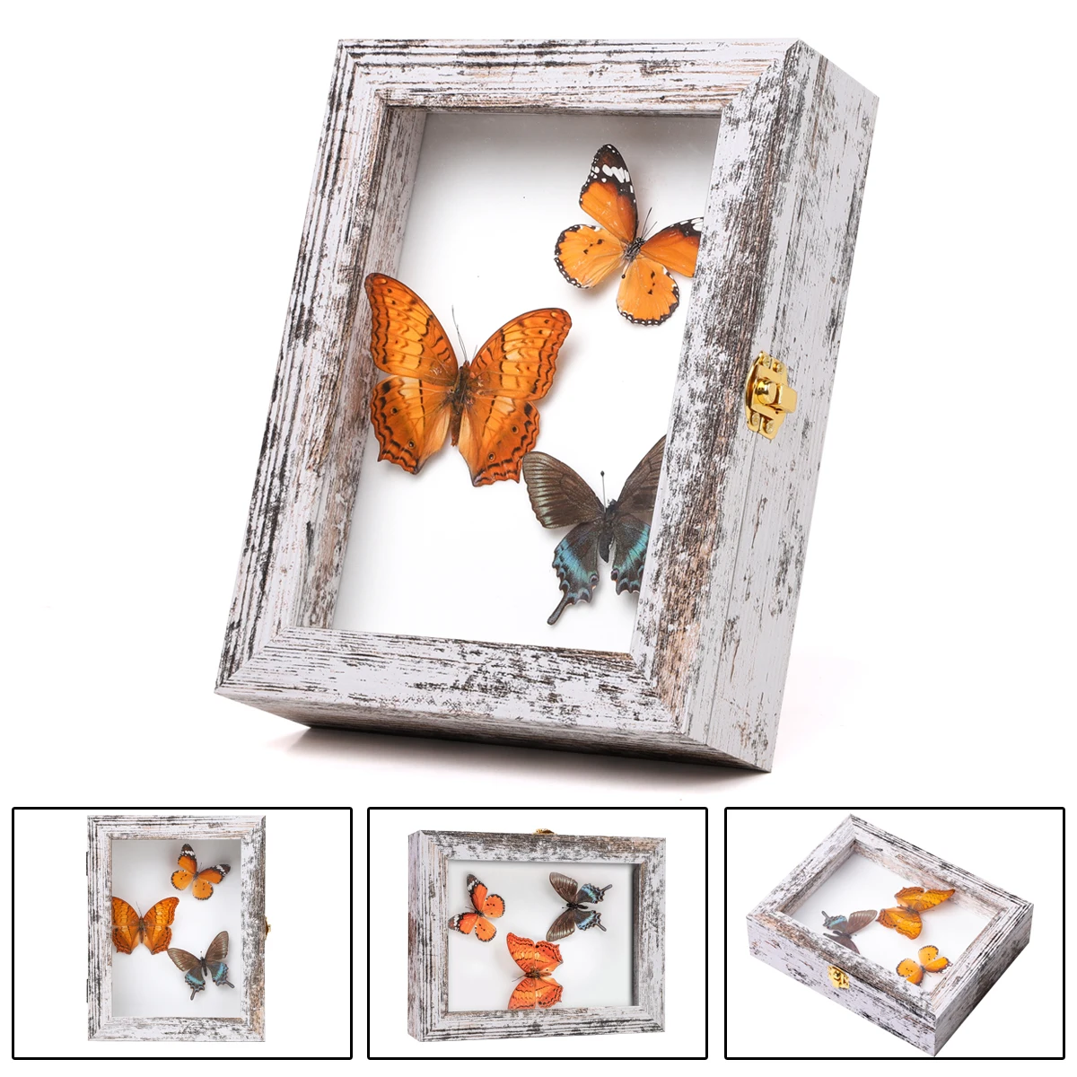 Insect Display Case with Pins - Perfect for Specimen Mounting