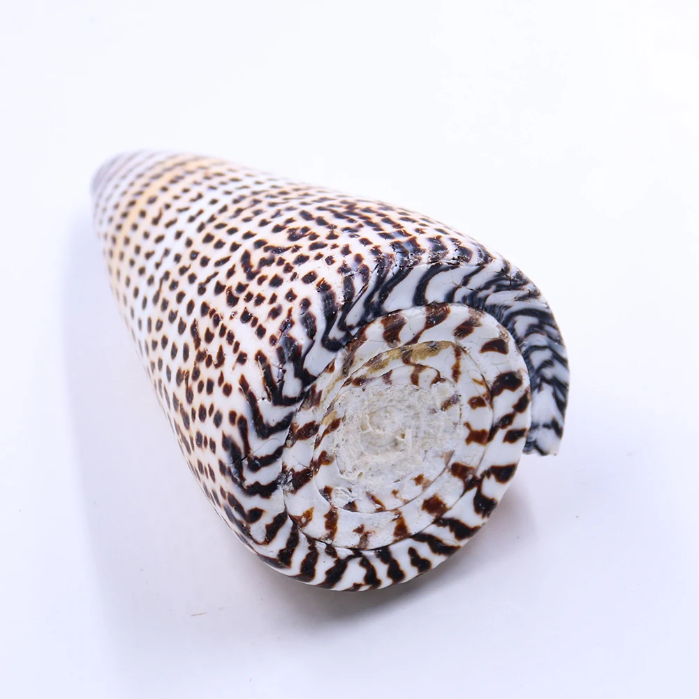 Natural Black Corn Conch Sea Shell - Perfect for Decor