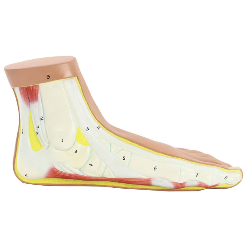 Medical Teaching Equipment Foot Anatomy Model Anatomical Flat Foot Arch ...