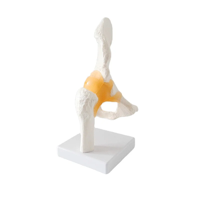 Life Size Hip Joint Model Anatomy Teaching Instrument Manikin PVC Human ...