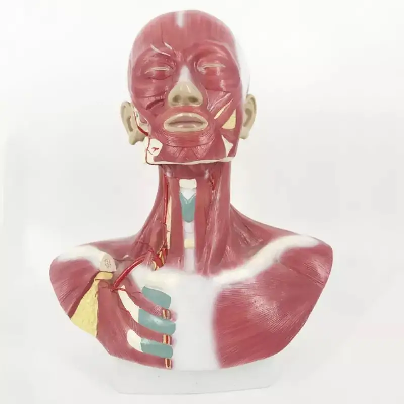 Anatomical Model Of Head And Neck Muscles - Buy Head And Neck Muscle ...