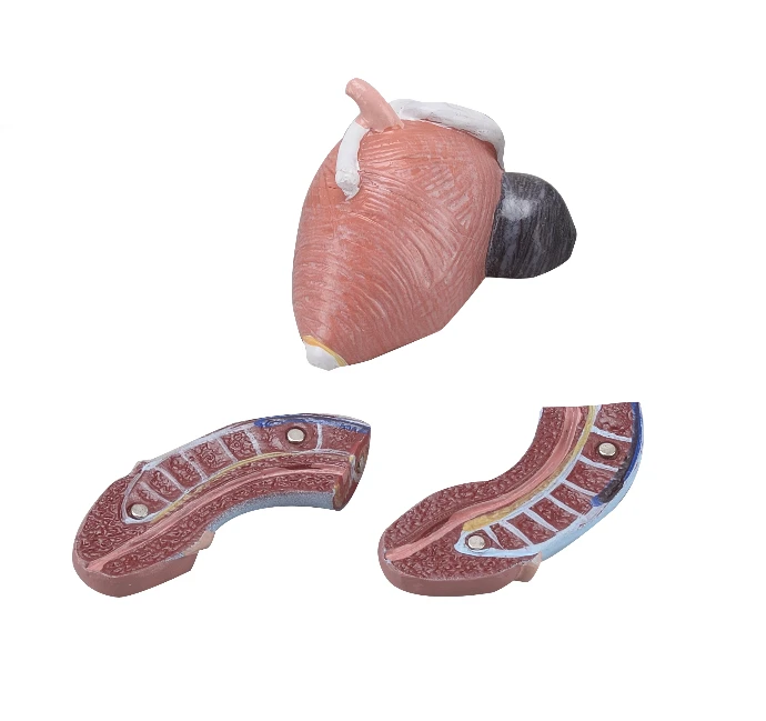 Life Size Male Genital Organ Model for Medical Education - Detailed PVC ...