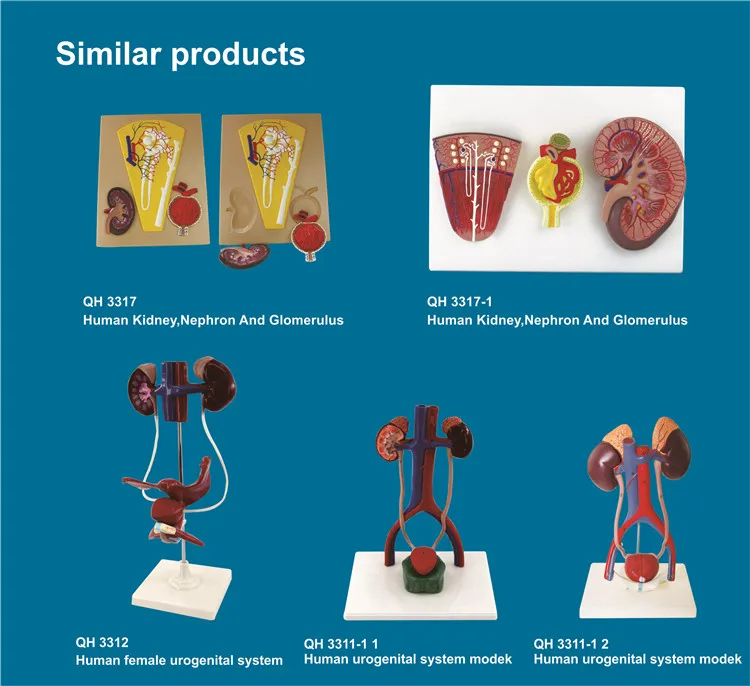 Anatomical Model of the Human Urinary System - Male & Female