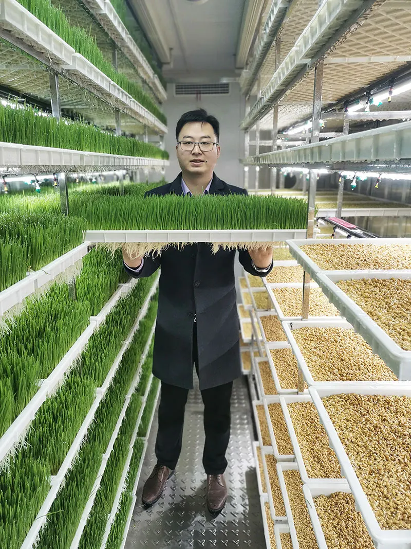 Vertical Hydroponic Barley Growing Shipping Container Farm