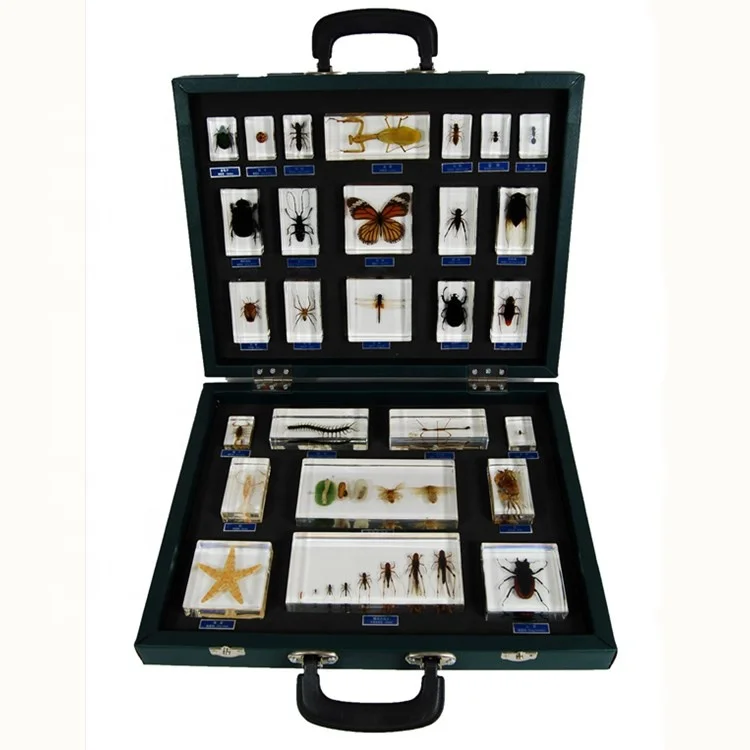 Insect Collection 27 Kinds Of Insect Kits In Resin Educational Model ...