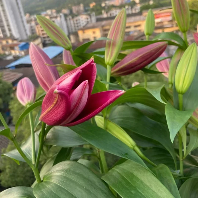 Wholesale Natural Flowers Fresh Cut Lily Flower Yellow King One Head ...