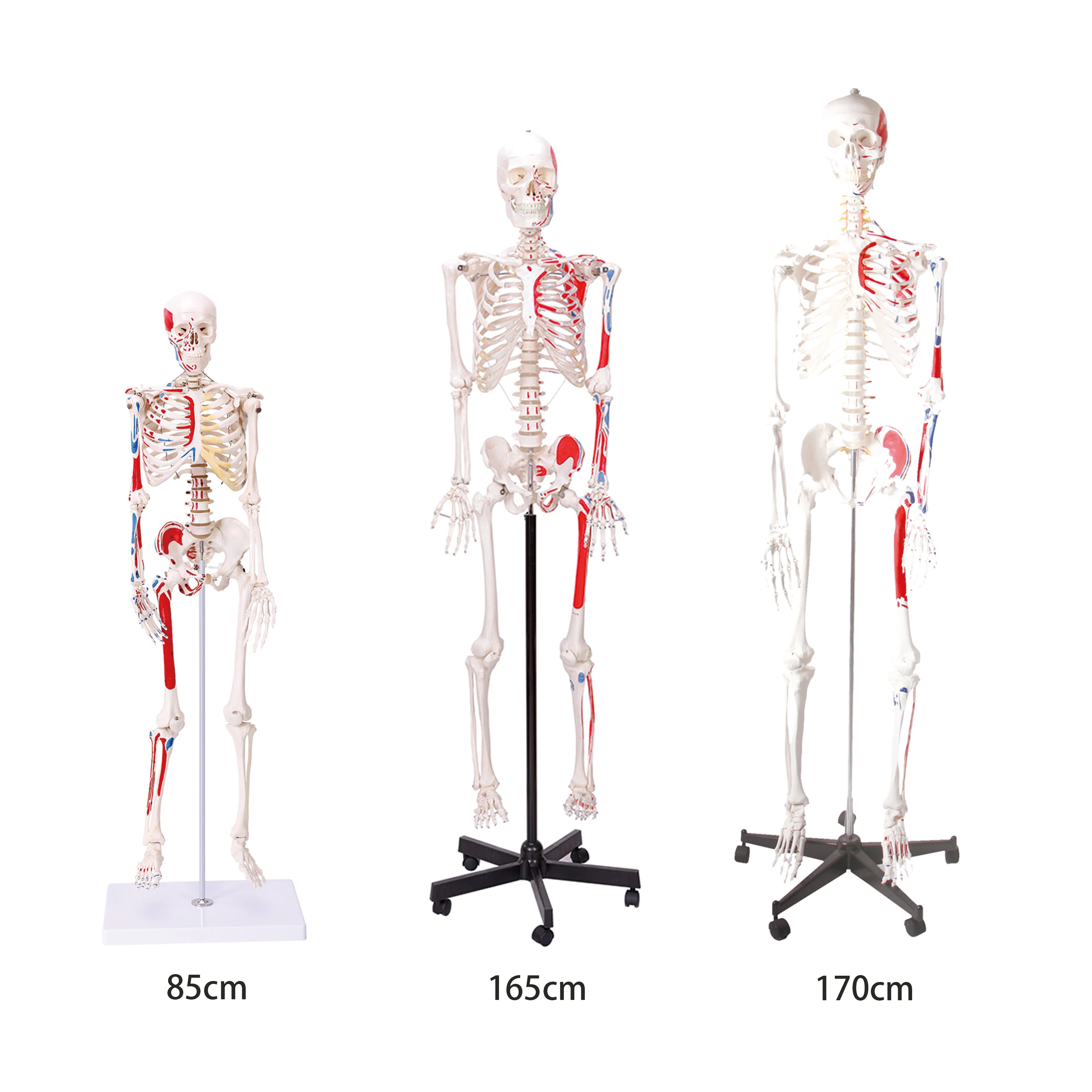 Laboratory Models Anatomical Human Teaching Flexible Skeleton with ...