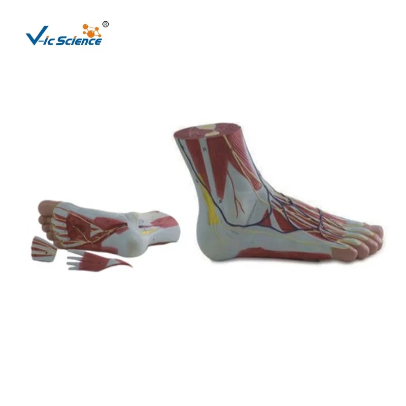 Regional Anatomy Of The Foot Anatomical Medical Models Foot Bone Model ...