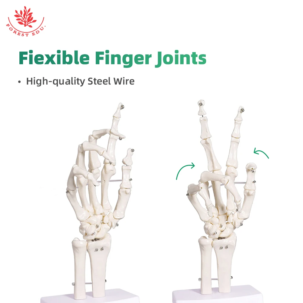 Human Hand Skeleton Model - High Quality Medical Supply