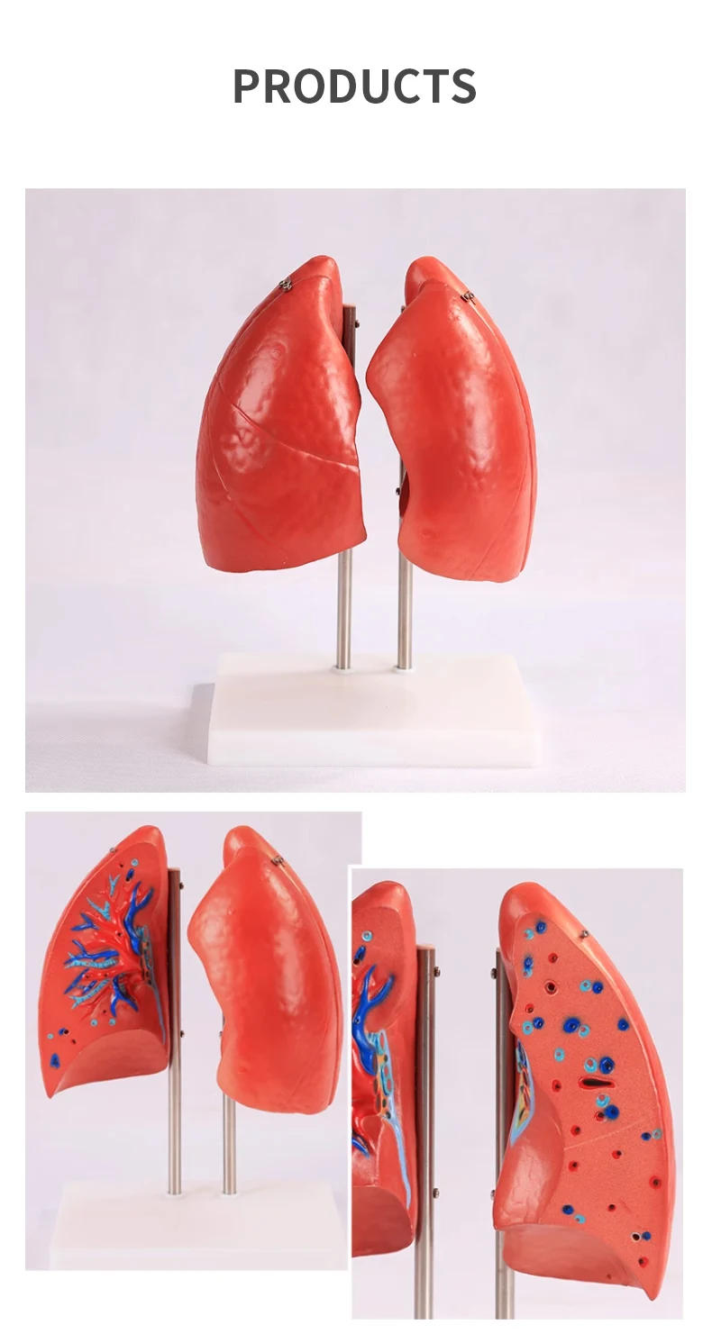Detachable Human Anatomy Lung Anatomical Model - Buy Lung Anatomical ...