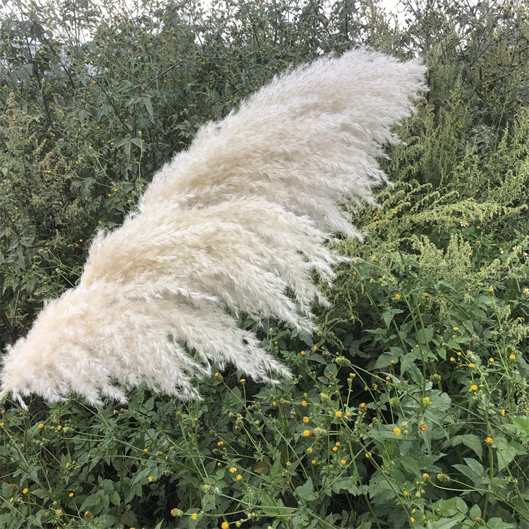 BOHO Wedding Large Plume Natural Real Preserved Dried Pampas Grass