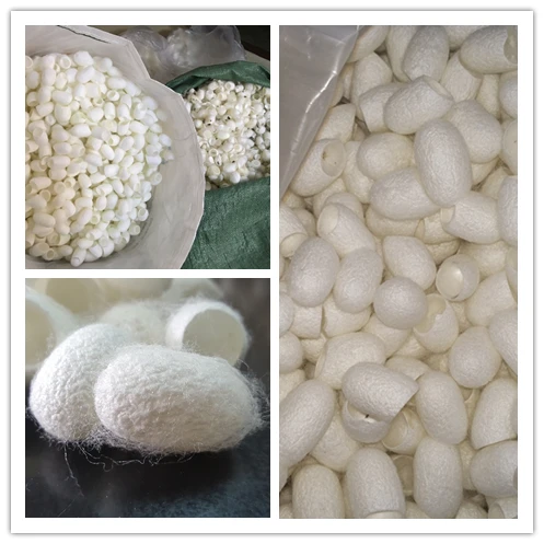 100% Natural Cut Silkworm Cocoon For Chemical Extraction - Buy Silkworm ...