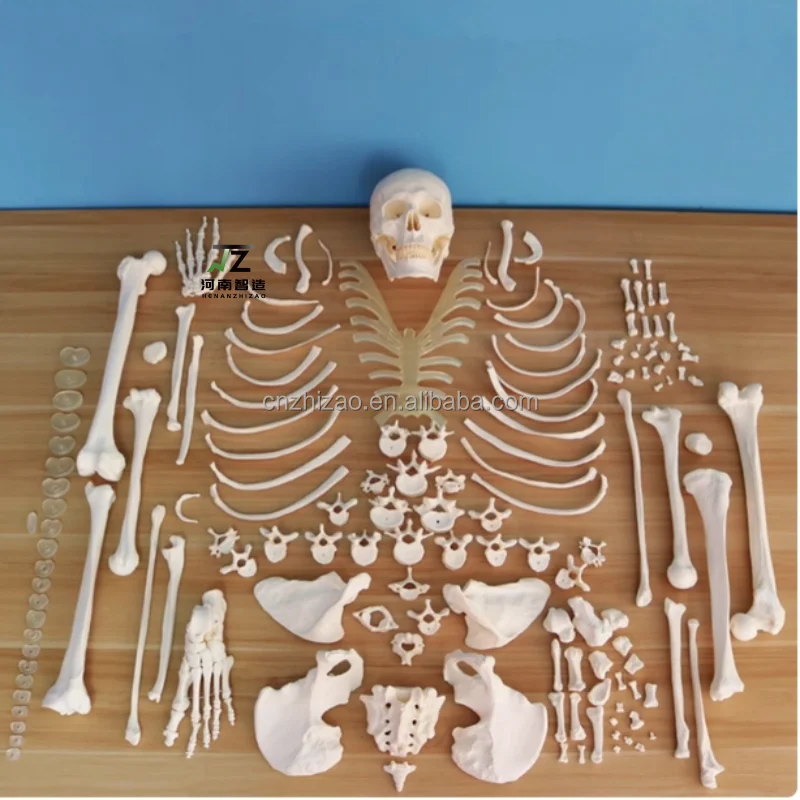 Real Body Disassembly Bonesetting Medical Model for School and Hospital ...