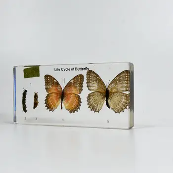 Real Bug Life Cycle Of Butterfly Educational Embedded Specimen ...