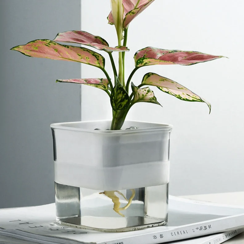 Indoor Selfwatering Planters Transparent Clear Home Succulent Plants ...