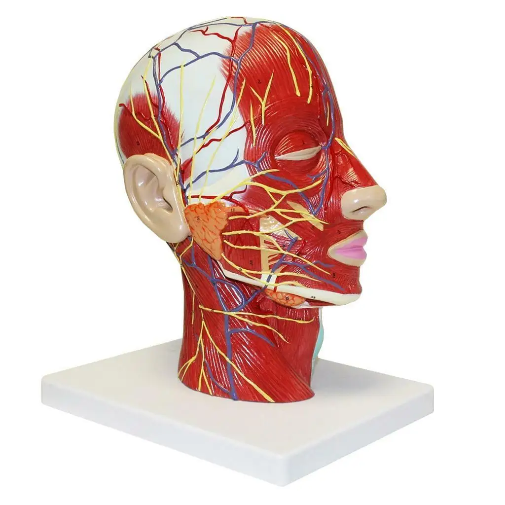 Human Anatomy Head Face Anatomy Medical Teaching Model Head Sagittal ...