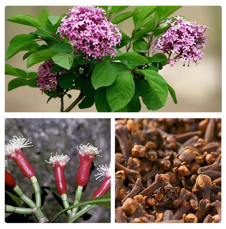 High Quality Dried Cloves from China Wholesale Supplier