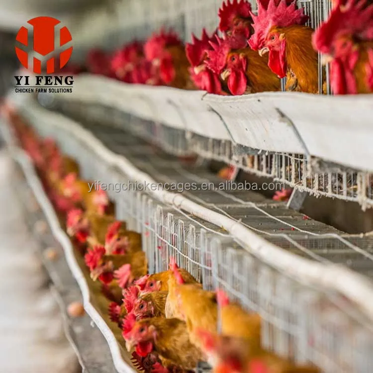 Chicken Cages for Laying Egg Chicken Cages Egg Collection 120 Birds Egg ...