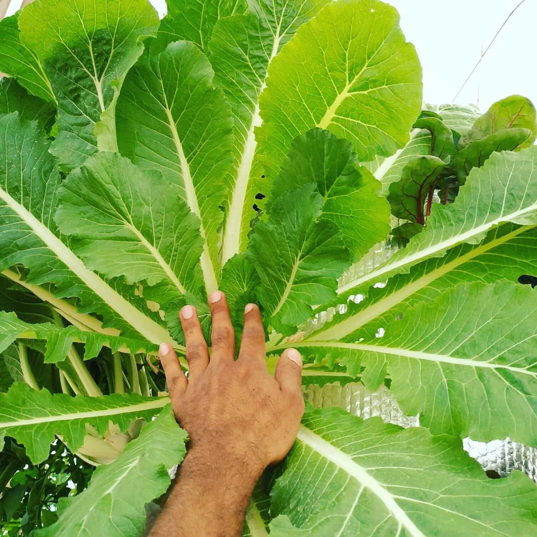 Clone Collar Hydroponic Cloning Systems - Multi Color Pucks