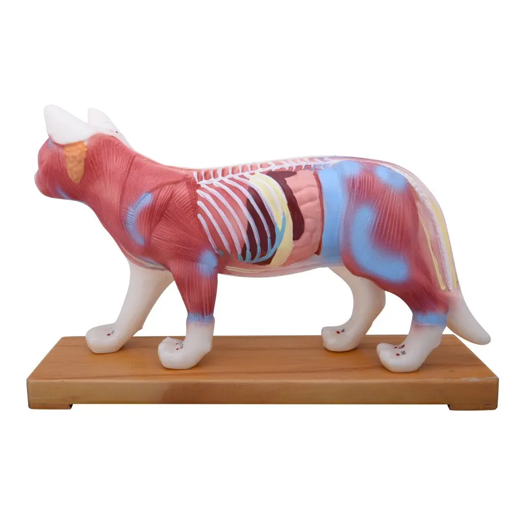 KyrenMed Cat Acupuncture Model Cat Anatomy Model Animal Pressure Points ...