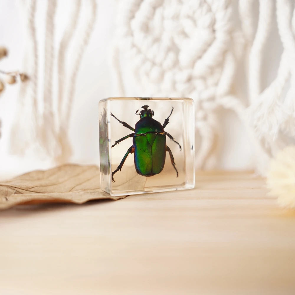Qf China Supplier Insect Specimen Sale Dried Insect Specimen Beetle ...