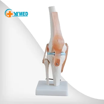 Life Size Human Knee Joint Model Plastic Knee Joint Model Anatomical ...