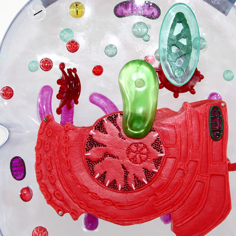 Educational School Anatomy Plant Cell Model Biology Teaching Resource ...