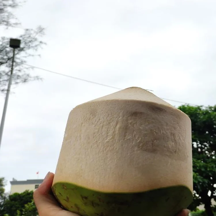 King Coconut Processing Machine - Efficient Coconut Paring