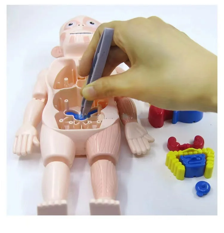 New Style Anatomy Models Bundle Set Kids Stem Toys Montessori Early ...