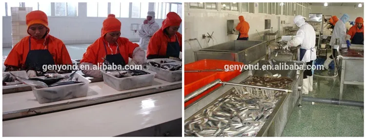Small Scale Sardine Fish Canning Plant - High Efficiency
