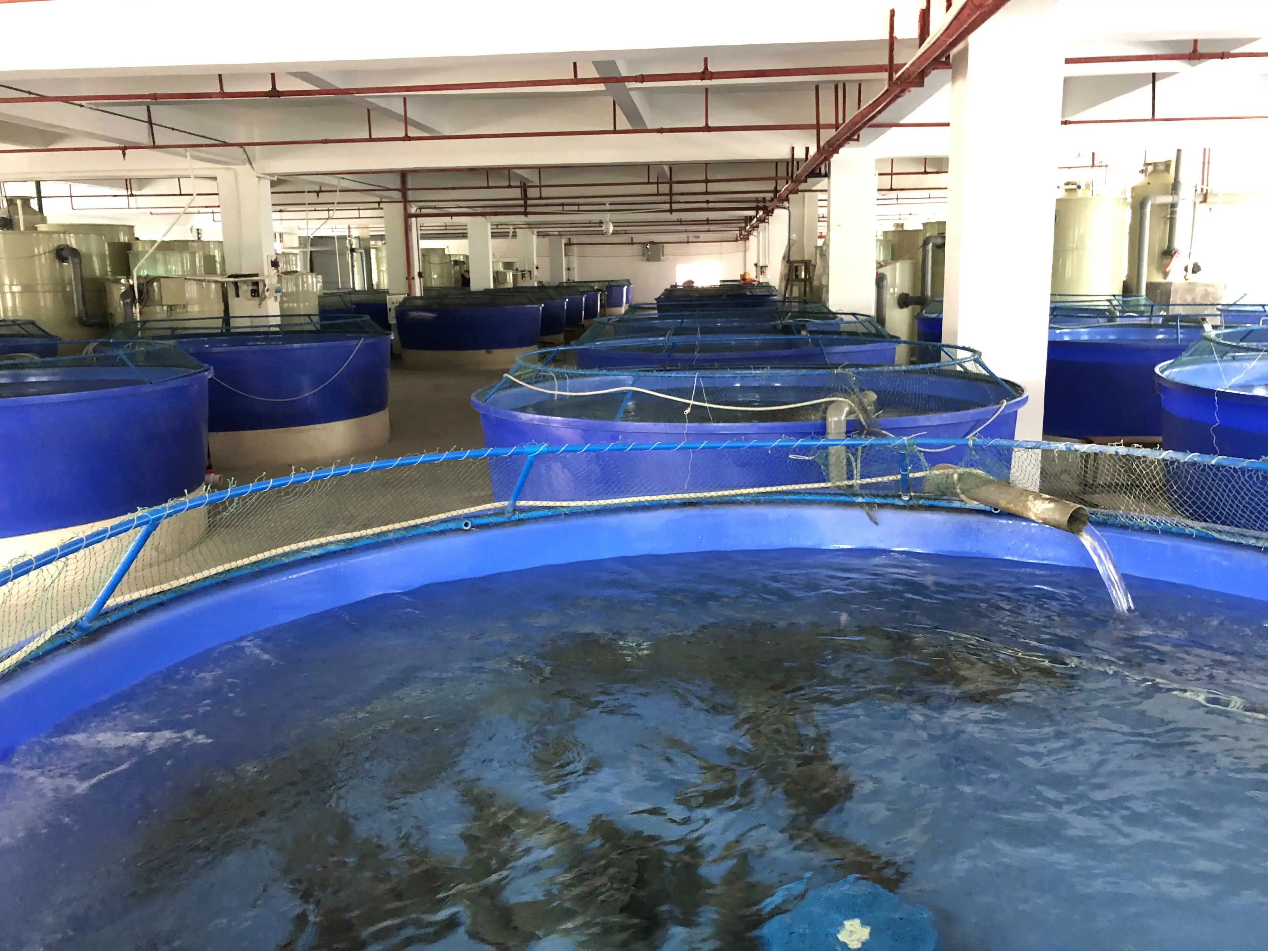 RAS Indoor Aquaculture Systems for Breeding Lobster Eel Grouper Farming