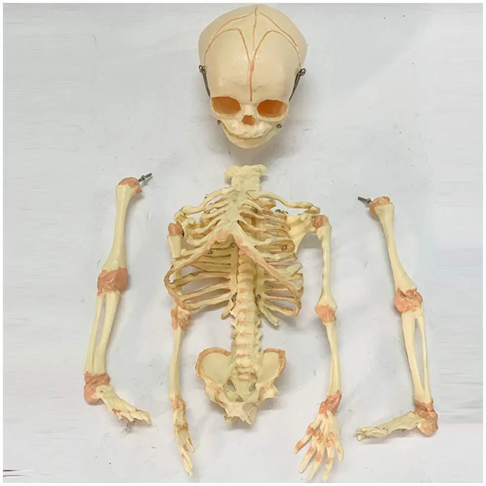 KyrenMed Infant Skeleton Model Fetus Skull Model Life Size 15.7 Inch ...
