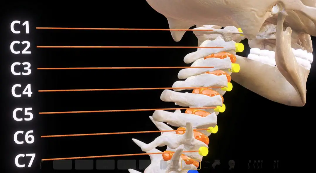 KyrenMed Sawbones Spine Occipital-C7 Bone Holder Human Skeleton Bone ...