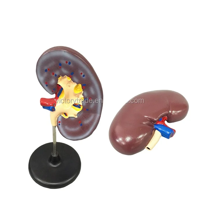 V-AM061 Plastic Human Organs Kidney Anatomy Model for Teaching Use ...